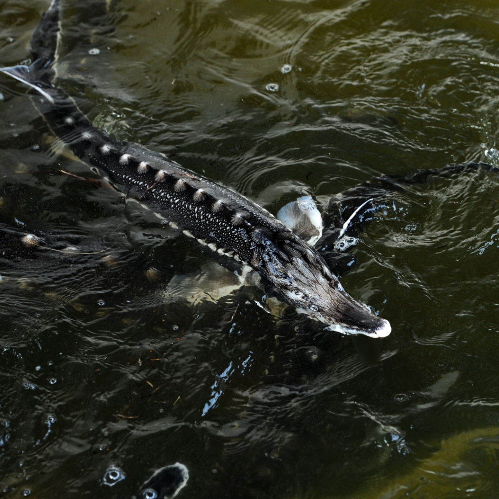 Qu’est-ce qu’un esturgeon ? Le poisson à l’origine du caviar